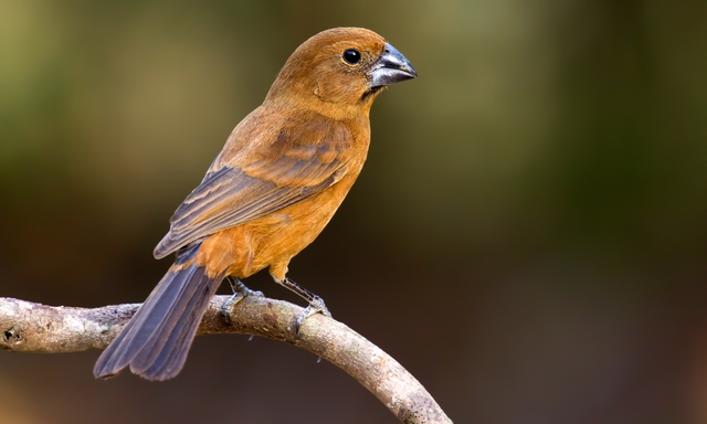 azulão (Cyanoloxia brissonii) | WikiAves - A Enciclopédia das Aves do ...