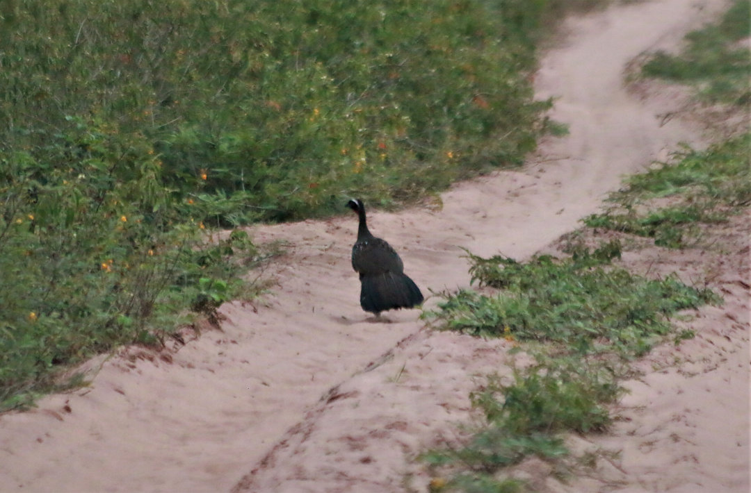 Foto jacucaca (Penelope jacucaca) Por Dinéia Santos | Wiki Aves - A ...