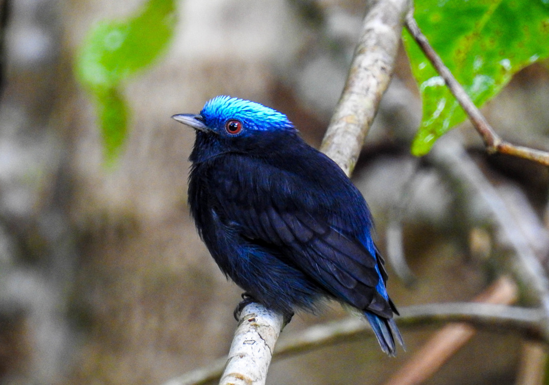 Foto uirapuru-de-chapéu-azul (Lepidothrix coronata) Por Rossano Silva ...