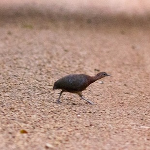 inhambu-de-pé-cinza (Crypturellus duidae) | WikiAves - A Enciclopédia ...