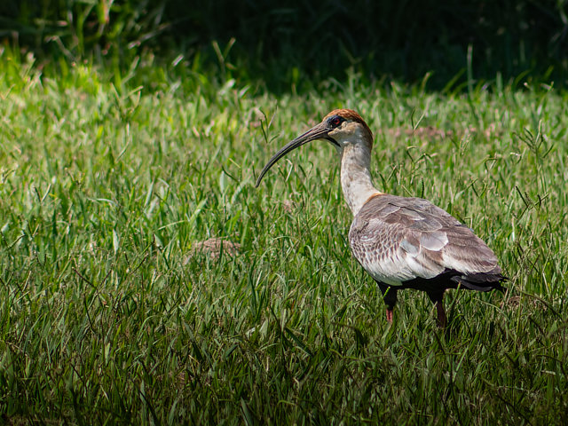 Foto curicaca (Theristicus caudatus) Por Enéas G. Junior | Wiki Aves ...