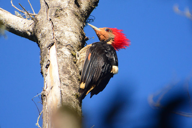 Foto pica-pau-de-cara-canela (Celeus galeatus) Por Jean Jr Barcik | Wiki Aves - A Enciclopédia ...