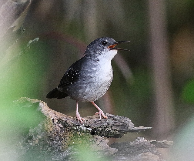 papa-formiga-do-igarapé (Sclateria naevia) | WikiAves - A Enciclopédia ...