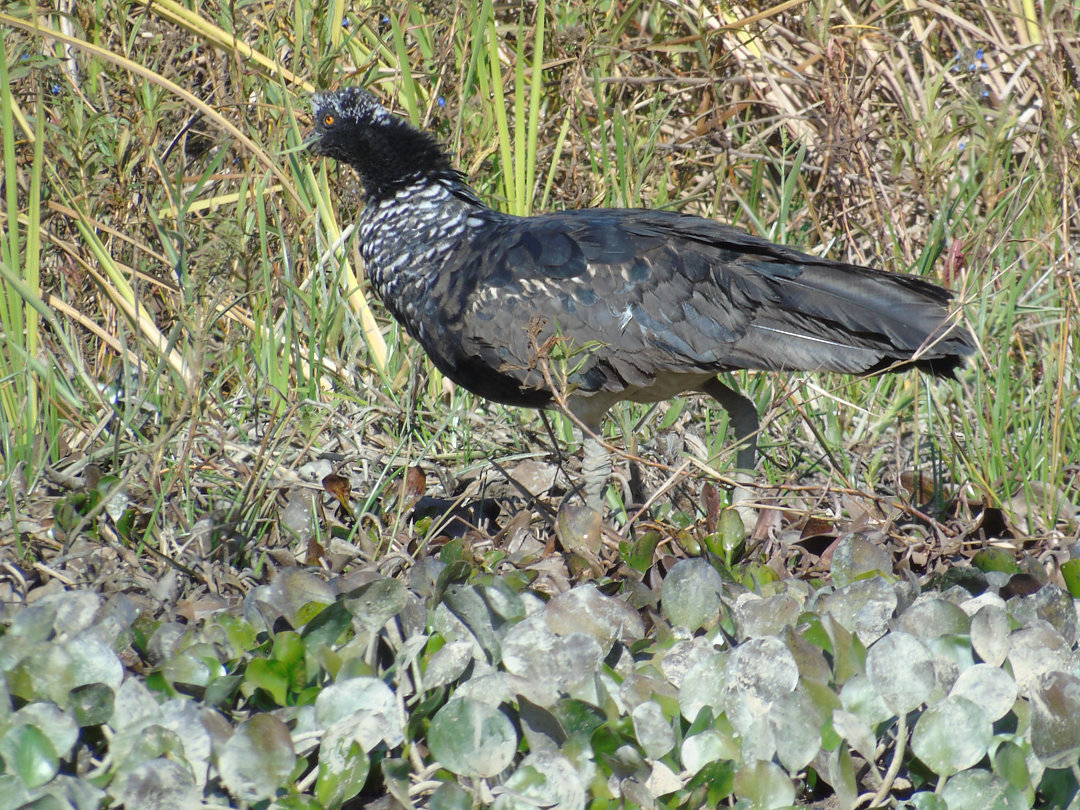 Foto anhuma (Anhima cornuta) Por Frederico Leonel | Wiki Aves - A ...