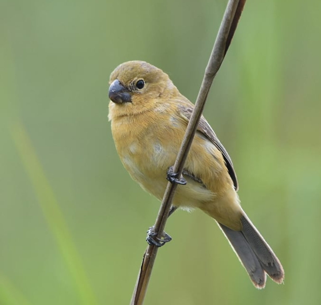 Foto coleiro-do-brejo (Sporophila collaris) Por Jorge P Souza | Wiki ...
