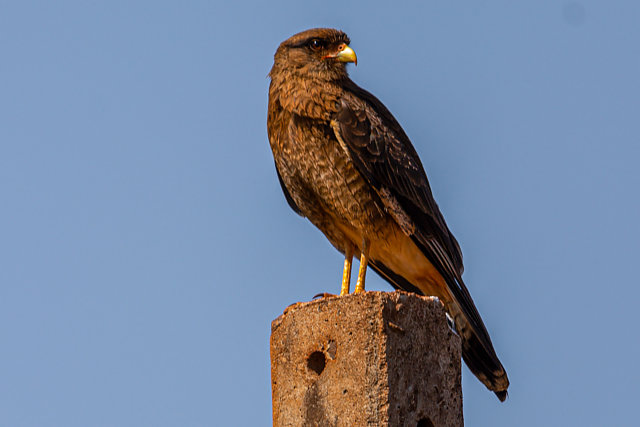 Foto chimango (Milvago chimango) Por Moisés R. Silva | Wiki Aves - A ...