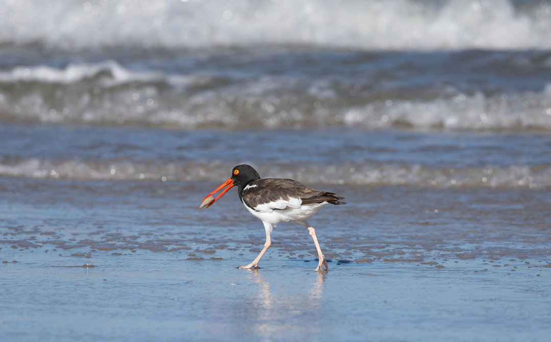 Foto piru-piru (Haematopus palliatus) Por SilviaNishida | Wiki Aves - A ...