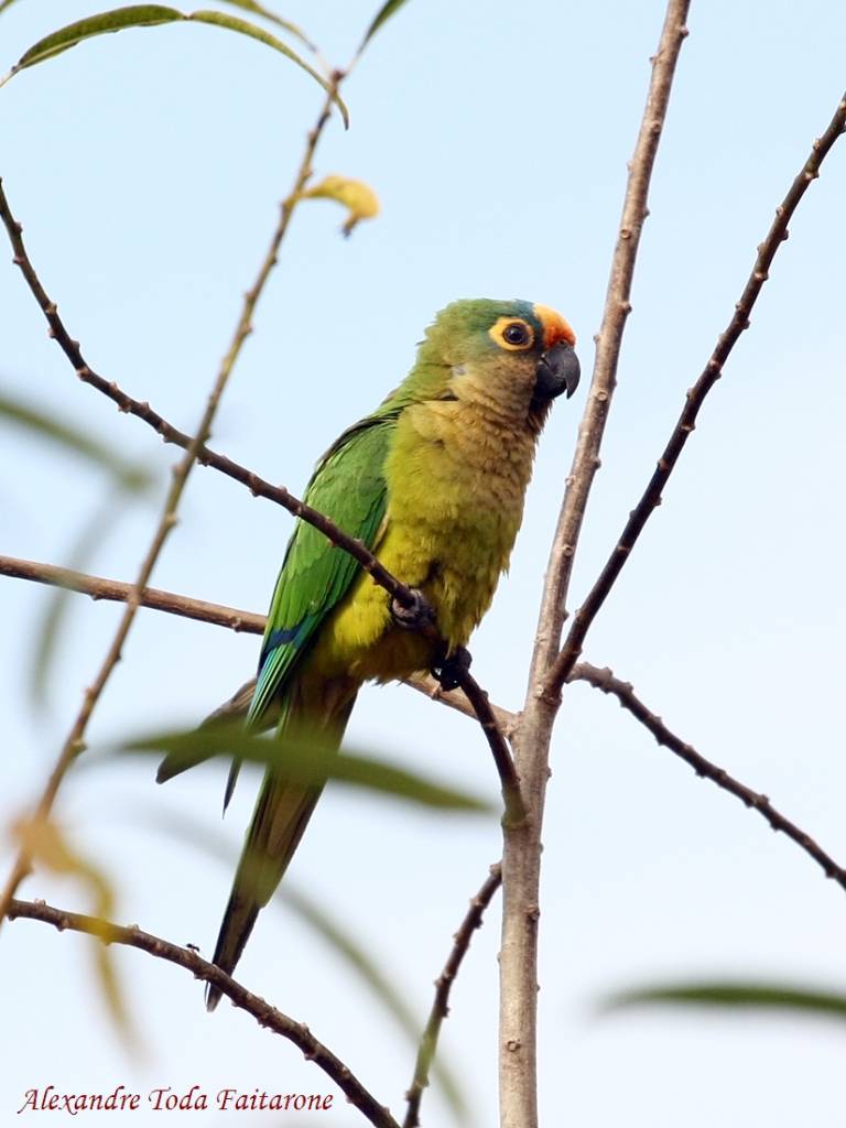 Foto periquito-rei (Eupsittula aurea) Por Alexandre Toda Faitarone ...