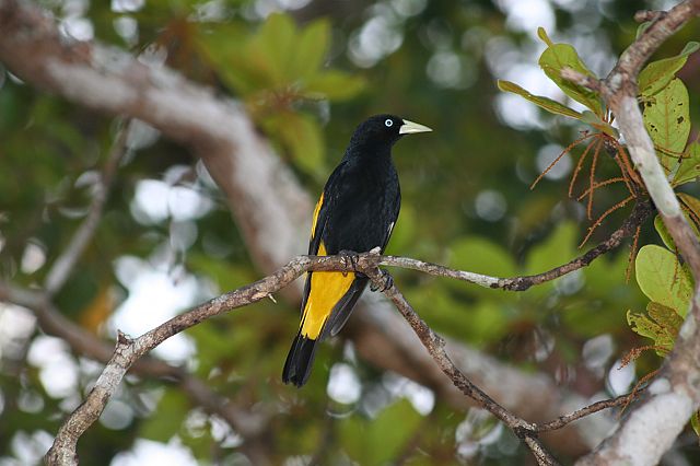 Foto xexéu (Cacicus cela) Por Gabriel Leite | Wiki Aves - A ...