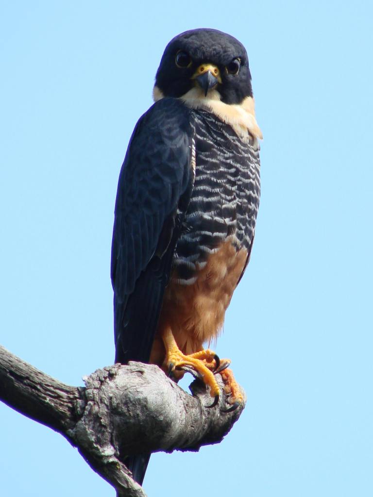 Foto cauré (Falco rufigularis) Por Gabriel Leite | Wiki Aves - A ...