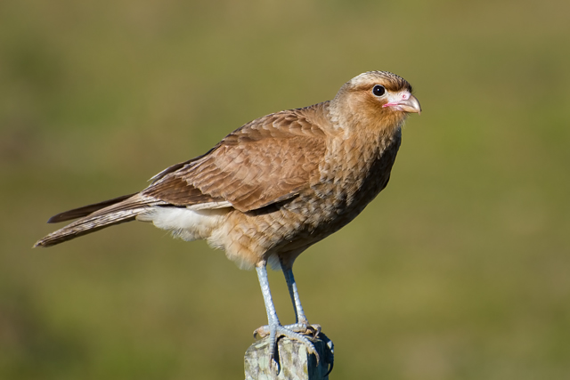 Foto chimango (Milvago chimango) Por Cláudio Dias Timm | Wiki Aves - A ...
