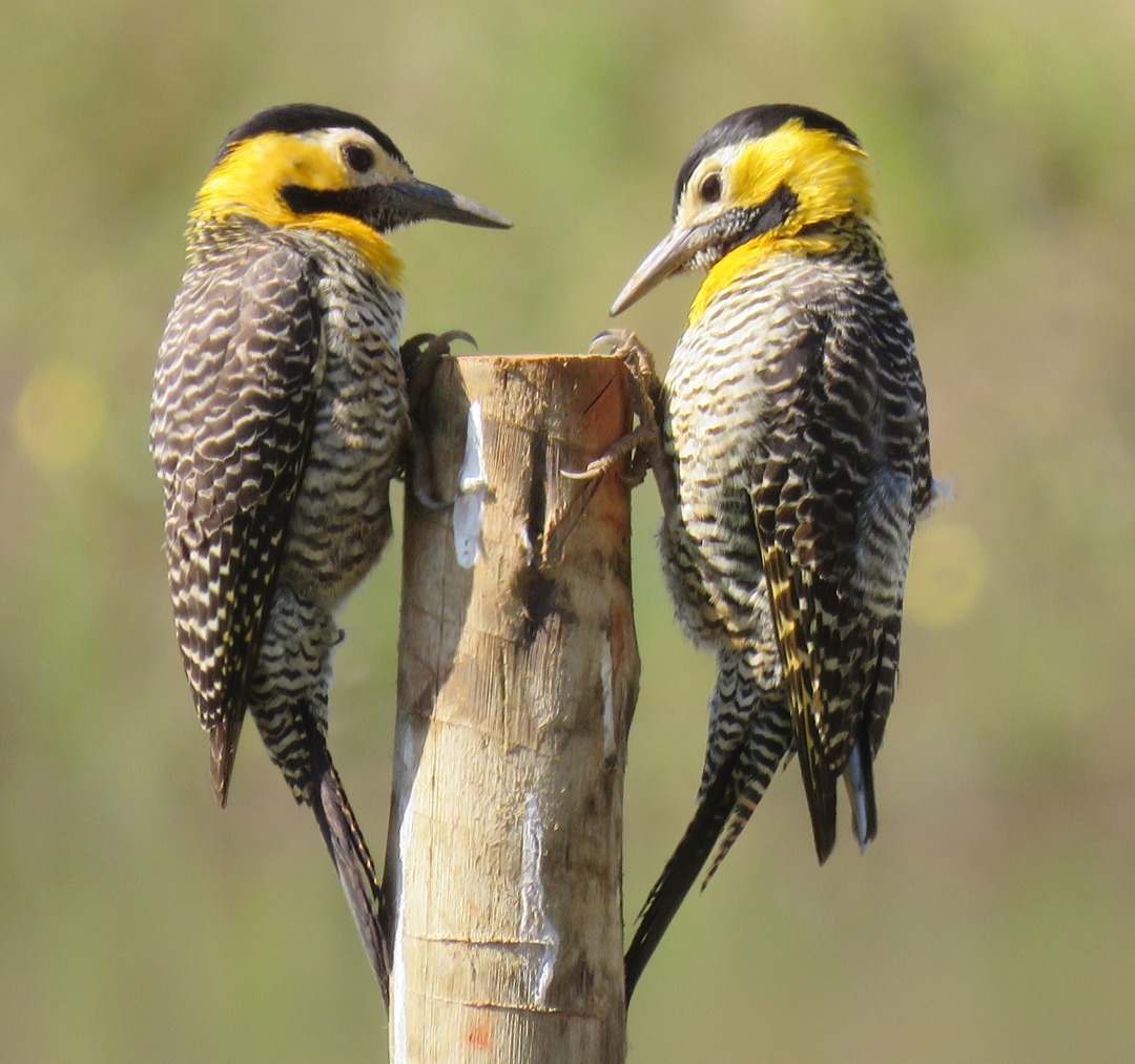 Foto pica-pau-do-campo (Colaptes campestris) Por Ivo Zecchin | Wiki ...