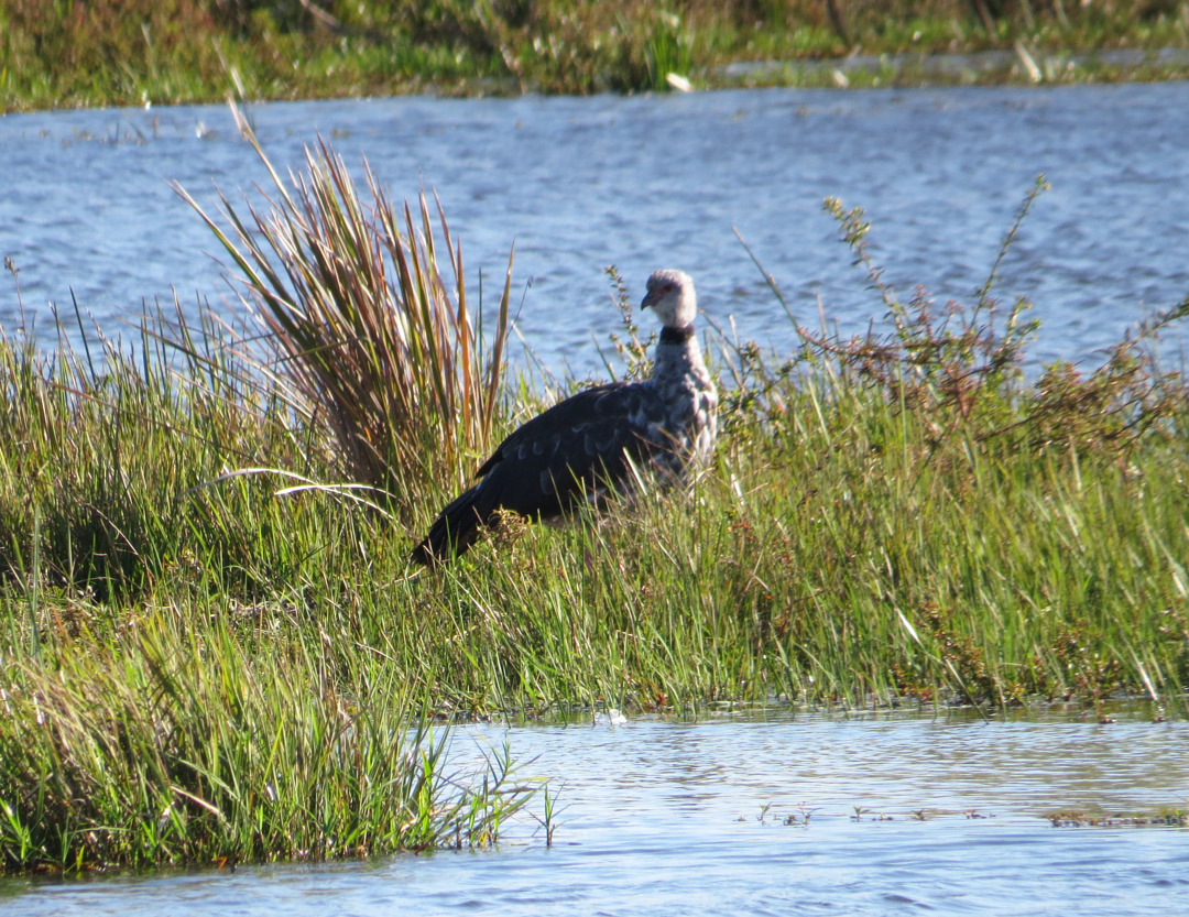 Foto tachã (Chauna torquata) Por Valcir Muzi | Wiki Aves - A ...