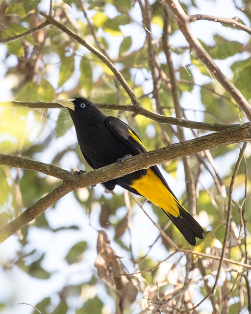 xexéu (Cacicus cela) | WikiAves - A Enciclopédia das Aves do Brasil