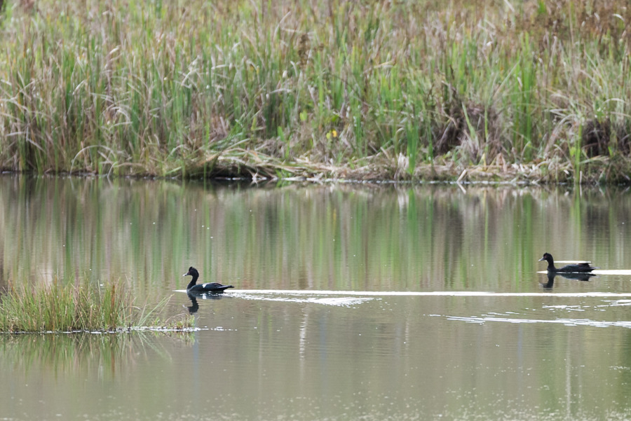 Foto pato-do-mato (Cairina moschata) Por Ralph Hatt | Wiki Aves - A ...