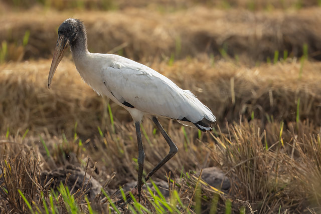 Foto cabeça-seca (Mycteria americana) Por Mario Polidoro | Wiki Aves ...