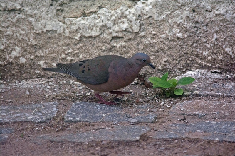 Foto avoante (Zenaida auriculata) Por Jacques Passamani | Wiki Aves - A ...
