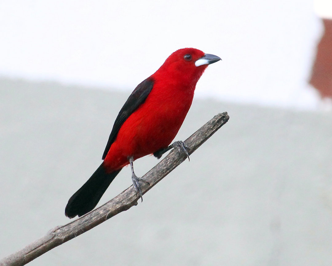 Foto tiê-sangue (Ramphocelus bresilia) Por Vagner B Abranches | Wiki ...