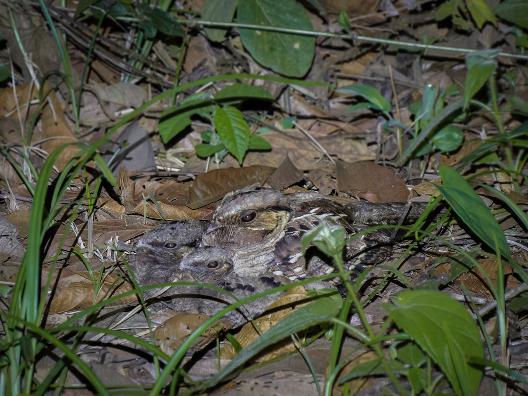 Foto bacurau (Nyctidromus albicollis) Por Henrique Junior | Wiki Aves ...