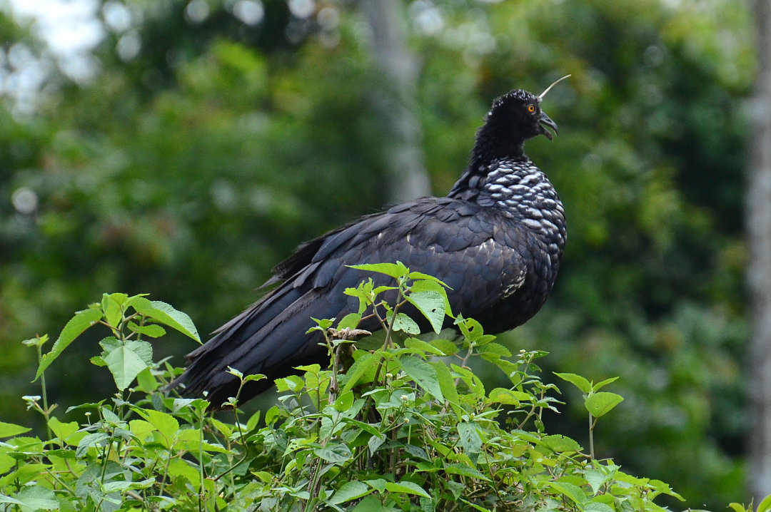 Foto anhuma (Anhima cornuta) Por Sergio Tasca ( Sergio Estrada) | Wiki ...