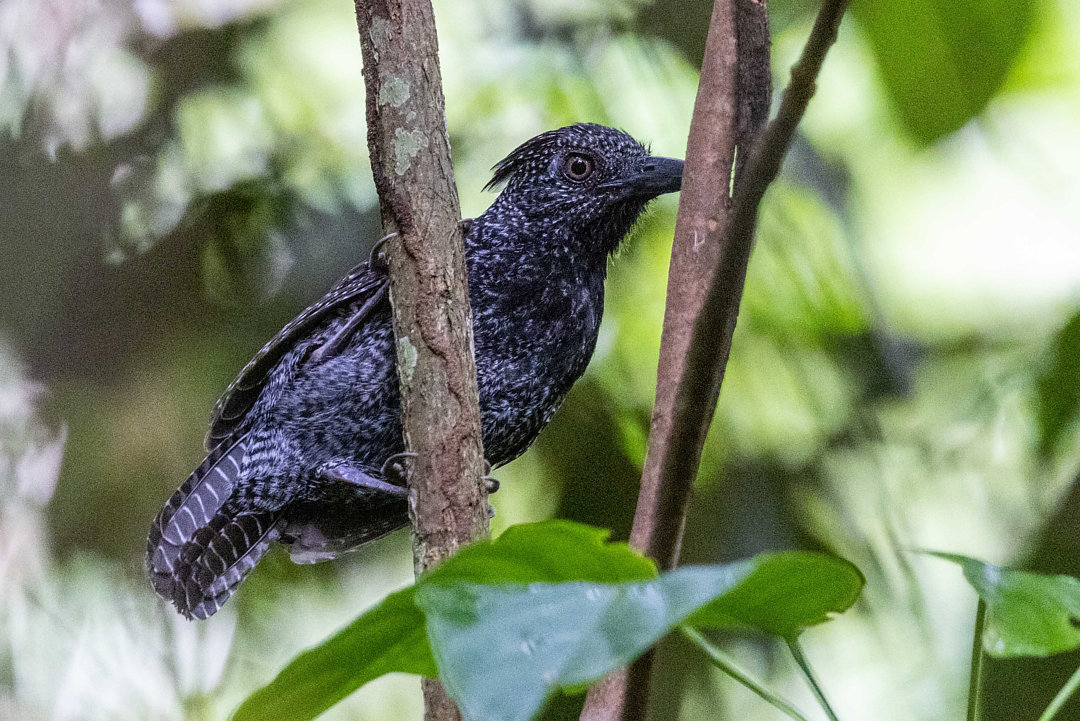 Foto borralhara-ondulada (Frederickena unduliger) Por Publio Rodrigues ...