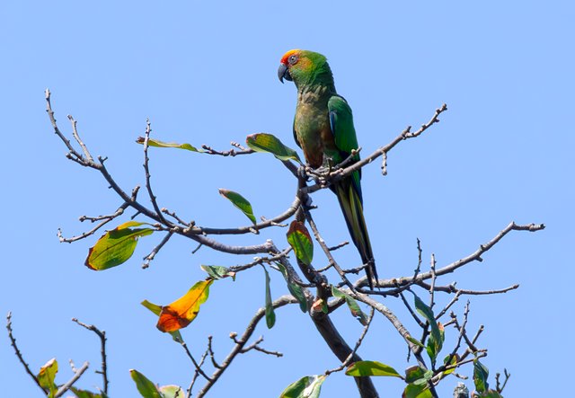 Foto jandaia-de-testa-vermelha (Aratinga auricapillus) Por Mario ...