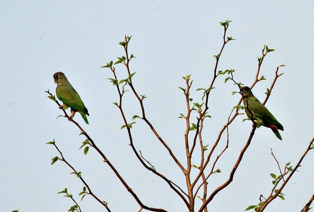Foto maitaca-verde (Pionus maximiliani) Por Claudio Furini | Wiki Aves ...