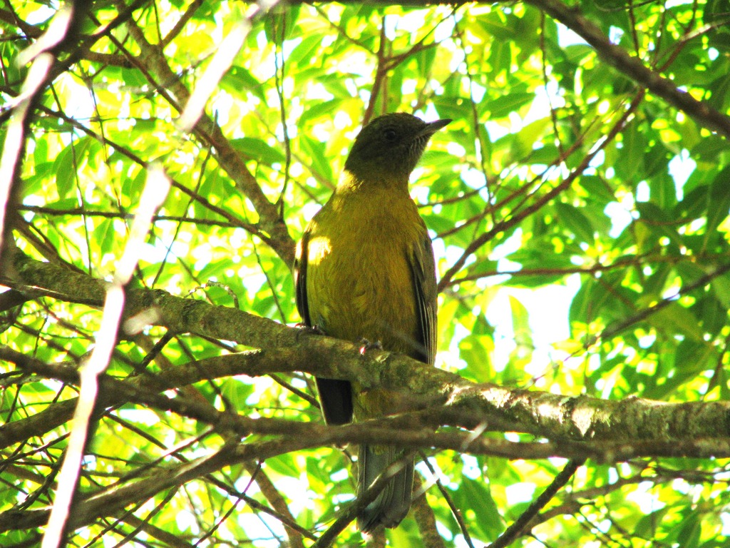 Foto saudade-de-asa-cinza (Lipaugus conditus) Por Guilherme Dias | Wiki ...