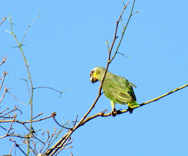 Foto curica (Amazona amazonica) Por Firmino Filho | Wiki Aves - A ...
