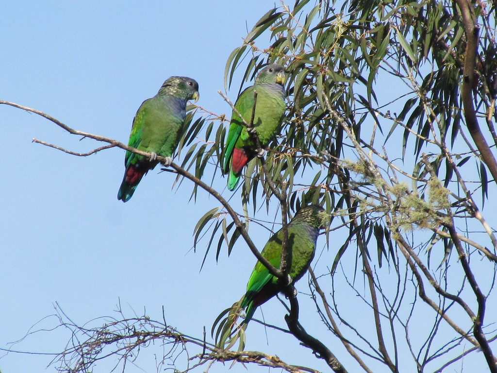 Foto maitaca-verde (Pionus maximiliani) Por Marcelo M. Madeira | Wiki ...