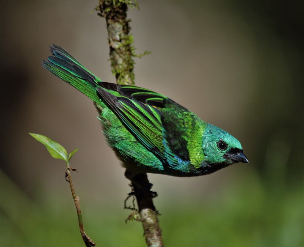 Foto saíra-sete-cores (Tangara seledon) Por Guilherme K. Rodrigues | Wiki Aves - A Enciclopédia ...