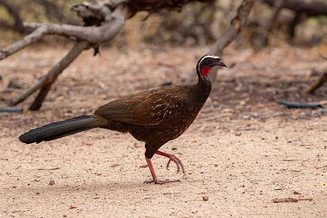 Foto jacucaca (Penelope jacucaca) Por Thiago Rodrigues MA | Wiki Aves ...