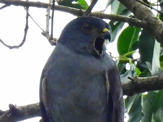 Foto gavião-bombachinha (Harpagus diodon) Por Cláudio Consonni | Wiki ...