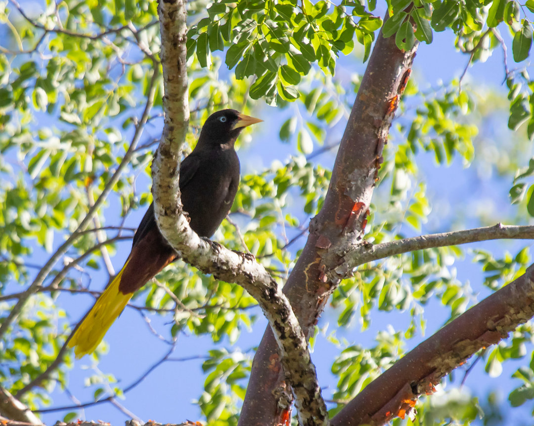 Foto japu (Psarocolius decumanus) Por Mauricio Neves Godoi | Wiki Aves ...