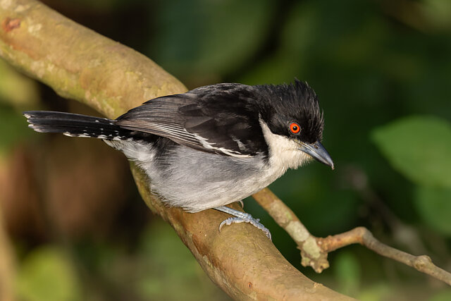 Foto choró-boi (Taraba major) Por Marcelo Feliti | Wiki Aves - A ...