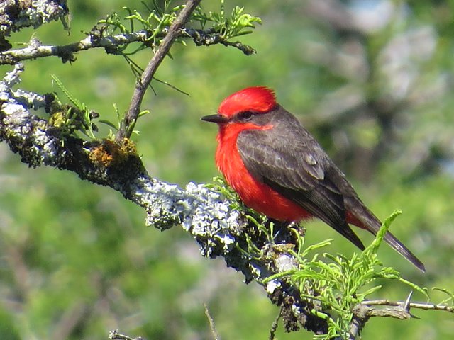 Foto príncipe (Pyrocephalus rubinus) Por Taiane S. Nascimento | Wiki ...