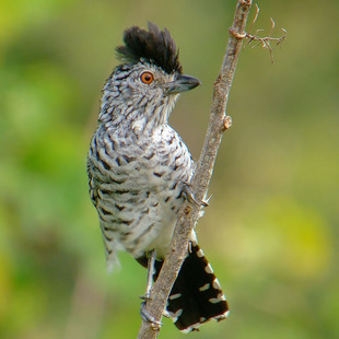choca-barrada-do-nordeste (Thamnophilus capistratus) | WikiAves - A ...