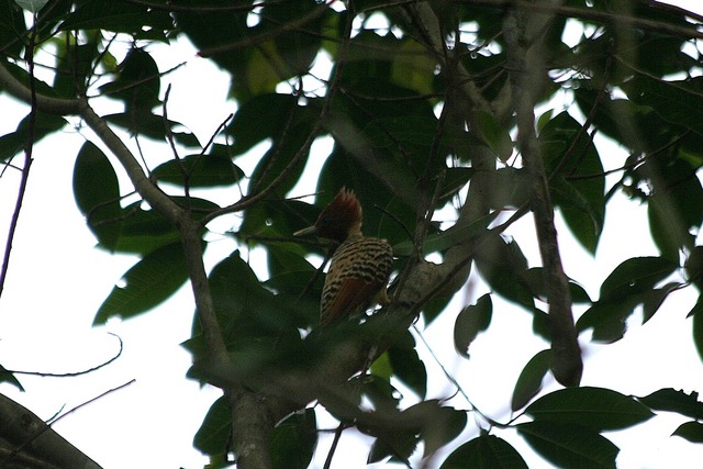 Foto pica-pau-da-taboca (Celeus obrieni) Por Gabriel Leite | Wiki Aves ...