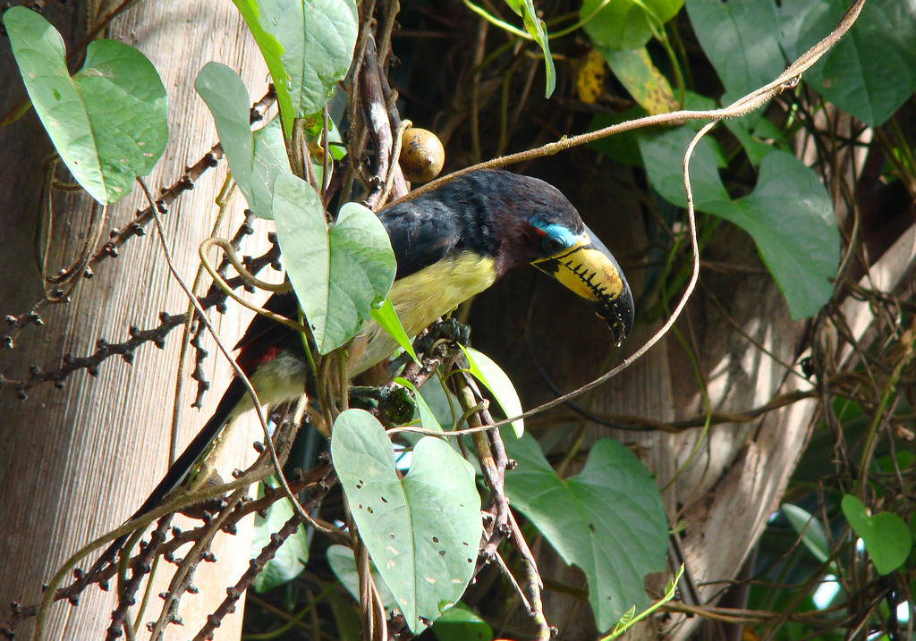 Foto araçari-de-bico-riscado (Pteroglossus inscriptus) Por Carlos Timm ...