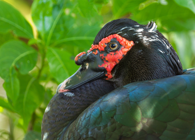Foto pato-do-mato (Cairina moschata) Por Hugo Viana | Wiki Aves - A ...