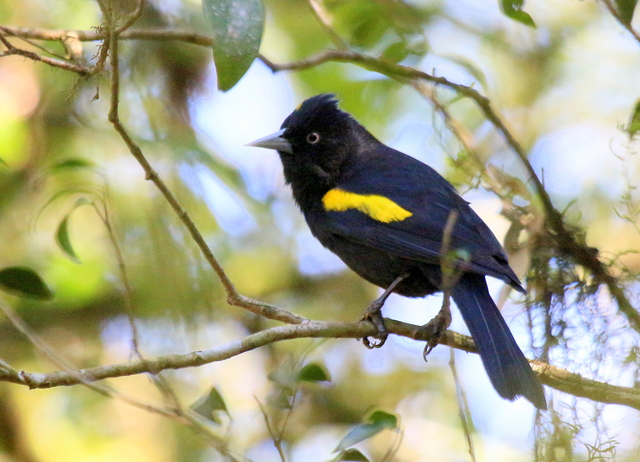 Foto tecelão (Cacicus chrysopterus) Por Pedro Sessegolo | Wiki Aves - A ...