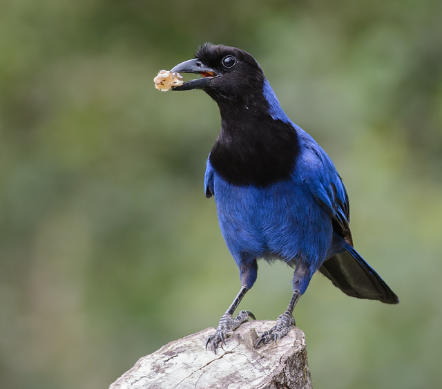 Foto gralha-azul (Cyanocorax caeruleus) Por Frederico Swarofsky | Wiki ...