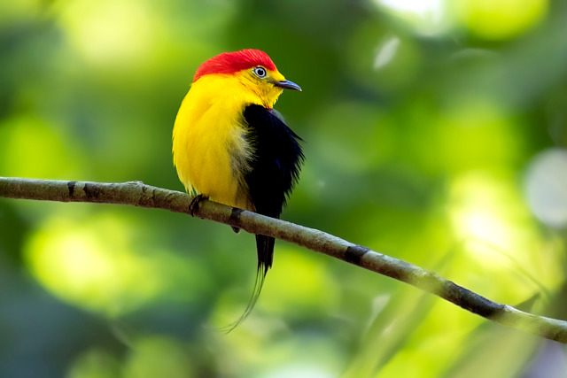 Foto rabo-de-arame (Pipra filicauda) Por Ernani Oliveira | Wiki Aves ...