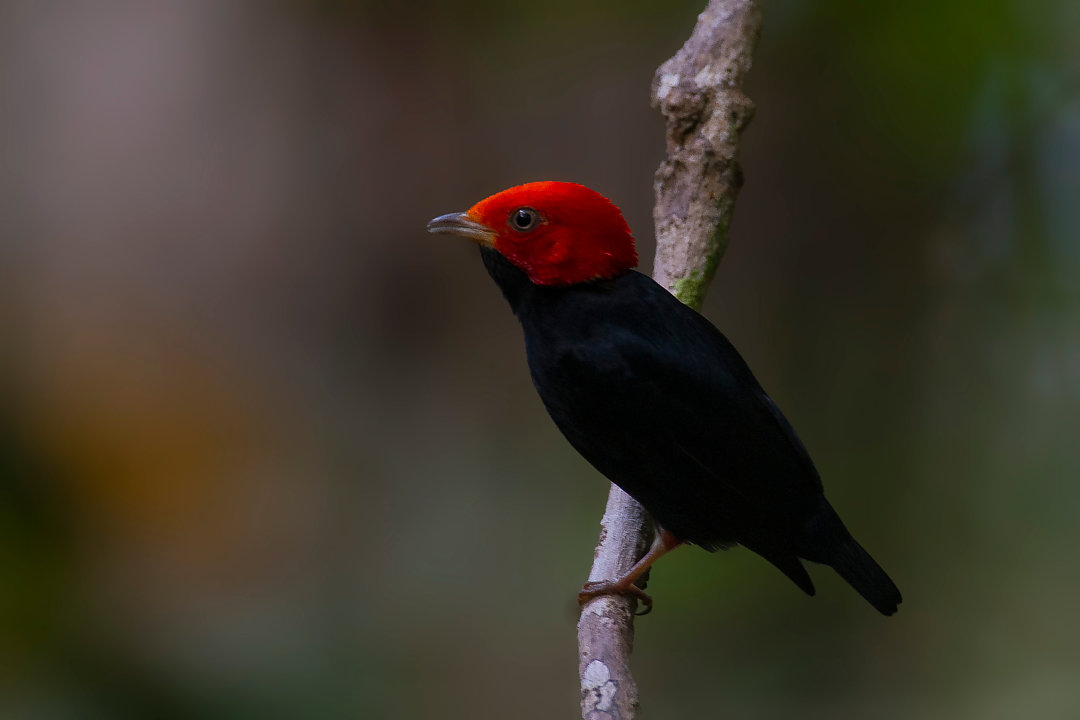 Foto cabeça-encarnada (Ceratopipra rubrocapilla) Por Edésio Felix ...
