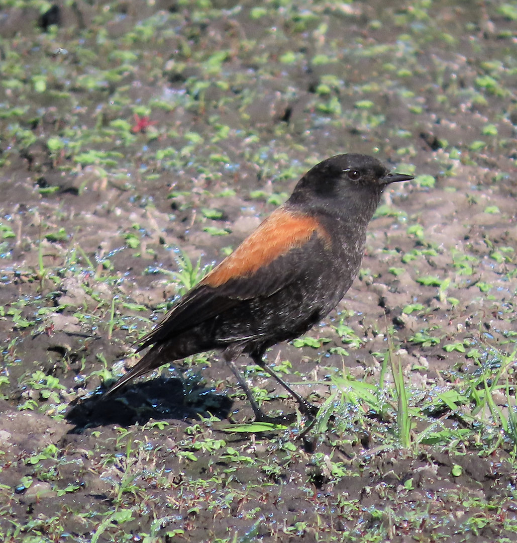 Foto colegial (Lessonia rufa) Por Adolf Wall | Wiki Aves - A ...