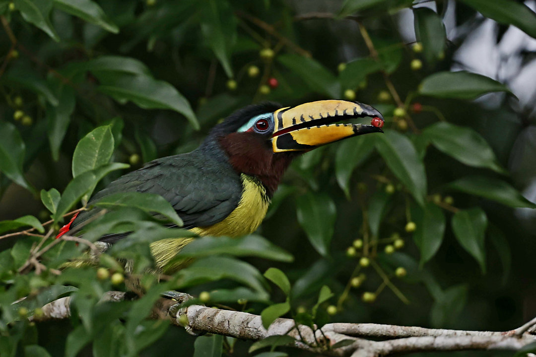 Foto araçari-de-bico-riscado (Pteroglossus inscriptus) Por Jeanne ...