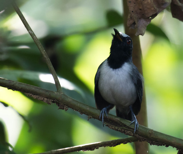 Foto formigueiro-liso-do-solimões (Myrmoborus berlepschi) Por Cárin ...