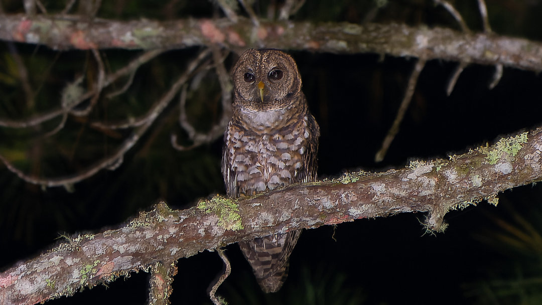 Foto coruja-listrada (Strix hylophila) Por Ricardo Mitidieri | Wiki ...