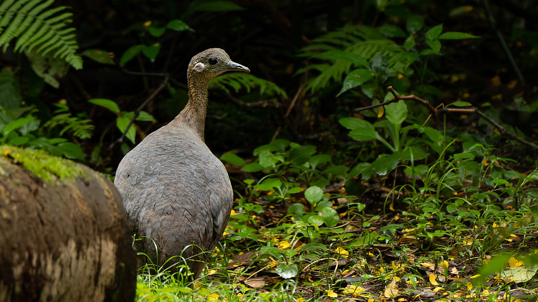 Foto macuco (Tinamus solitarius) Por Ricardo Mitidieri | Wiki Aves - A ...