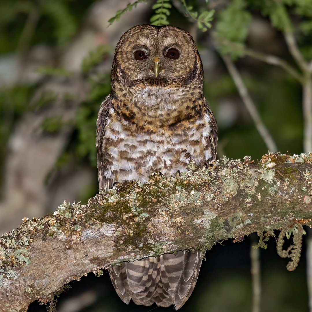 Foto coruja-listrada (Strix hylophila) Por Osmar Slompo | Wiki Aves - A ...